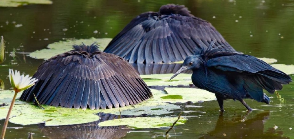 La garza negra y su peculiar caza en forma de ‘paraguas’ para pescar a ...